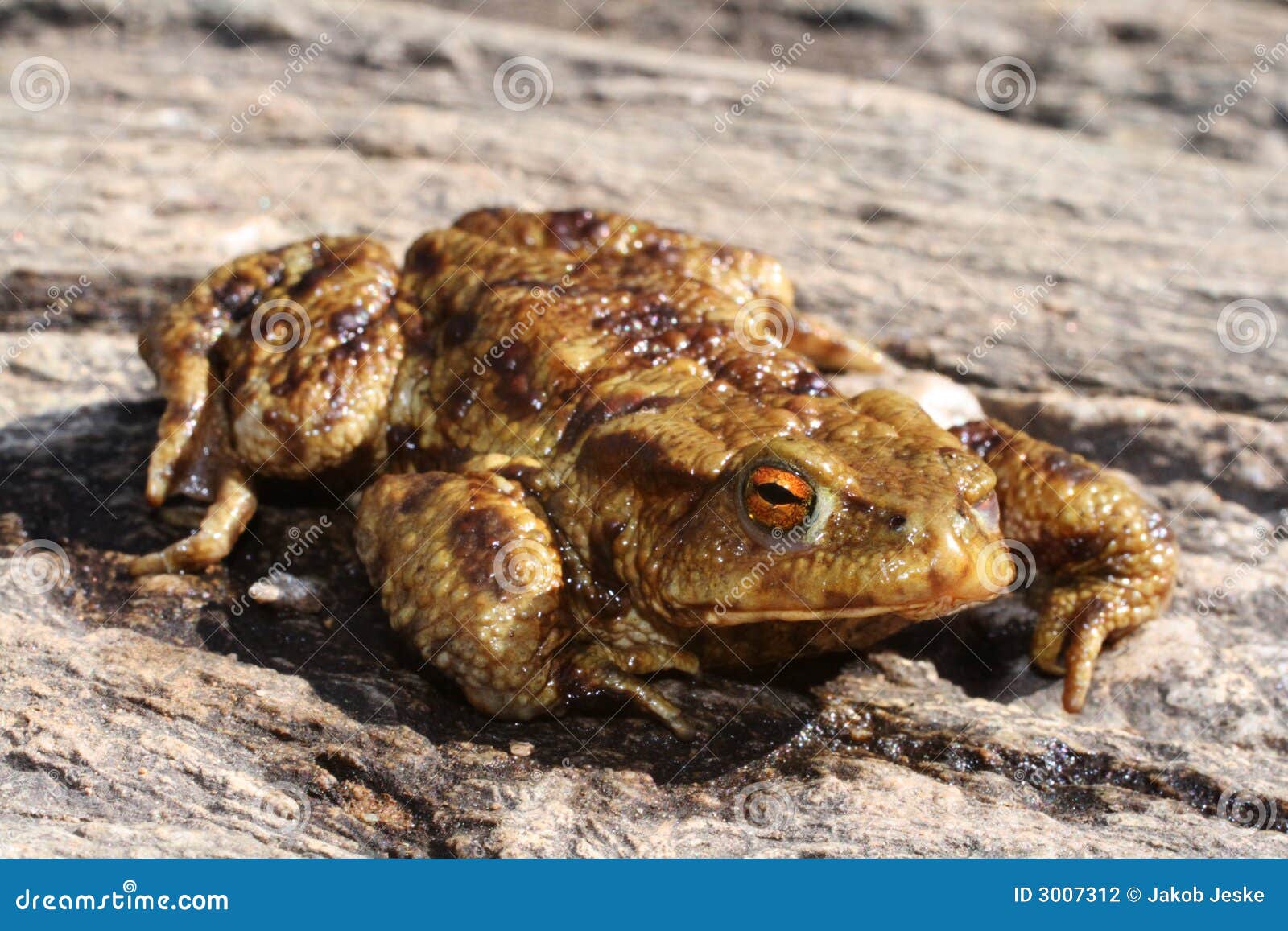Ugly Frog stock photo. Image of sitting, slick, amphibian - 3007312