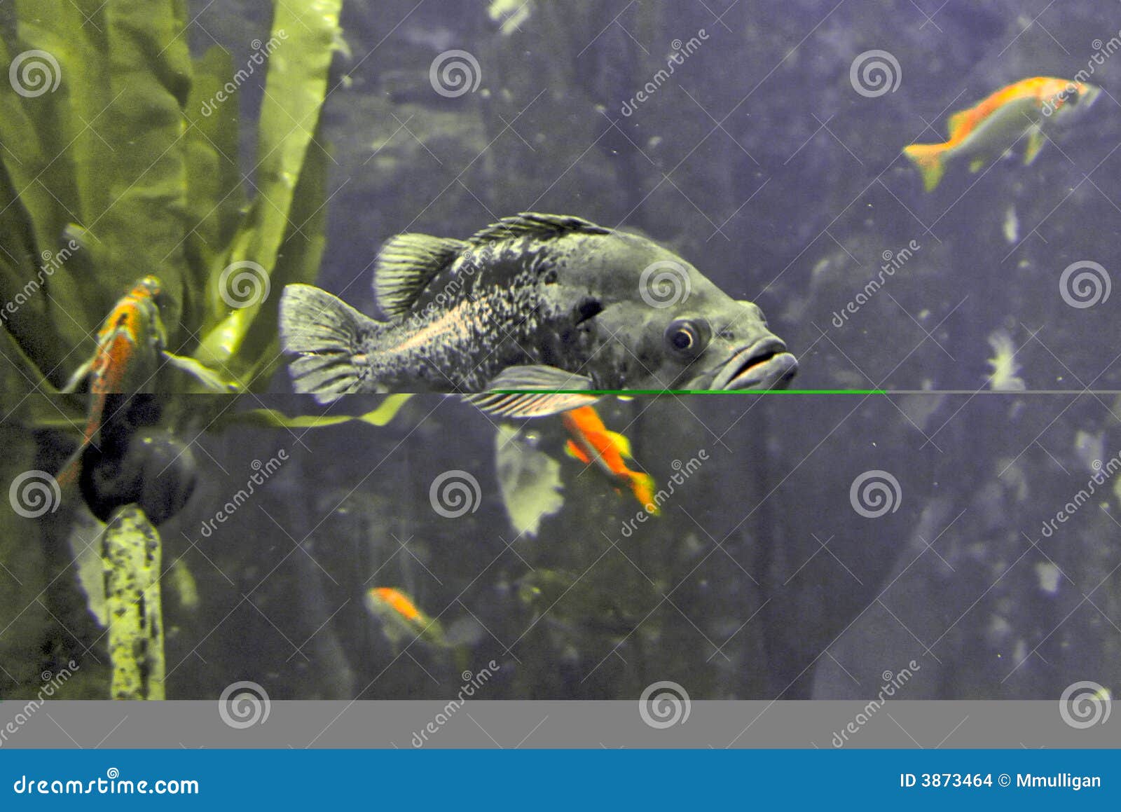 Ugly frowning fish stock photo. Image of underwater, ugly - 3873464