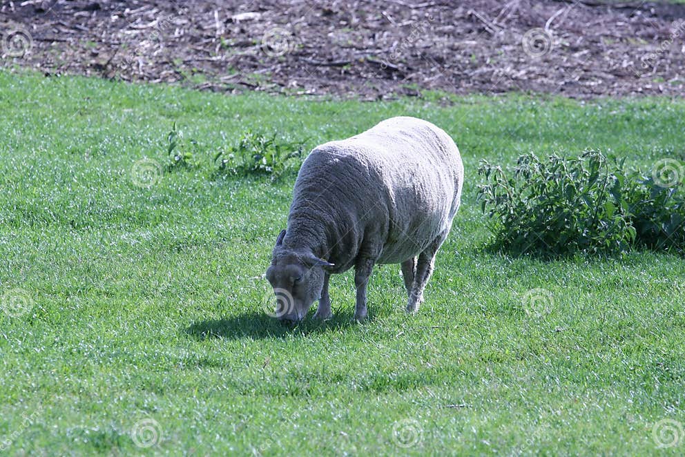 Wooly sheep stock photo. Image of sheep, wild, pasture - 54786414