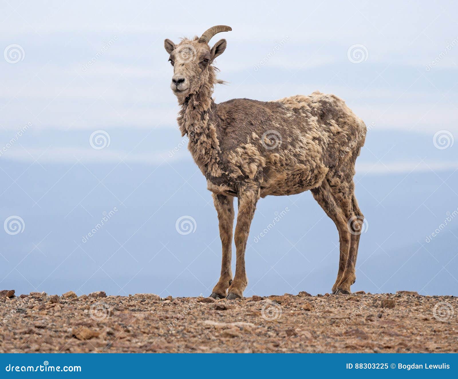 Ugly goat stock image. Image of horned, goat, horizontal - 88303225