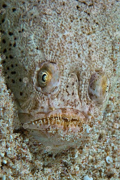 Ugly looking fish stock image. Image of egypt, pair, underwater - 3501235