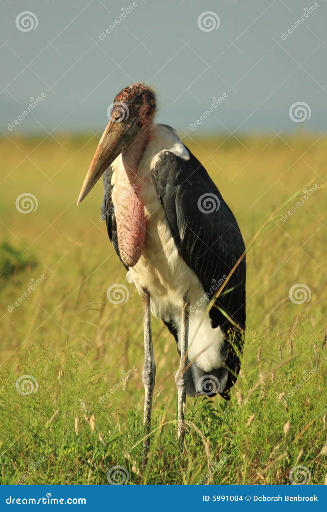 An ugly Marabou Stork stock photo. Image of africa, leptoptilos - 5991004