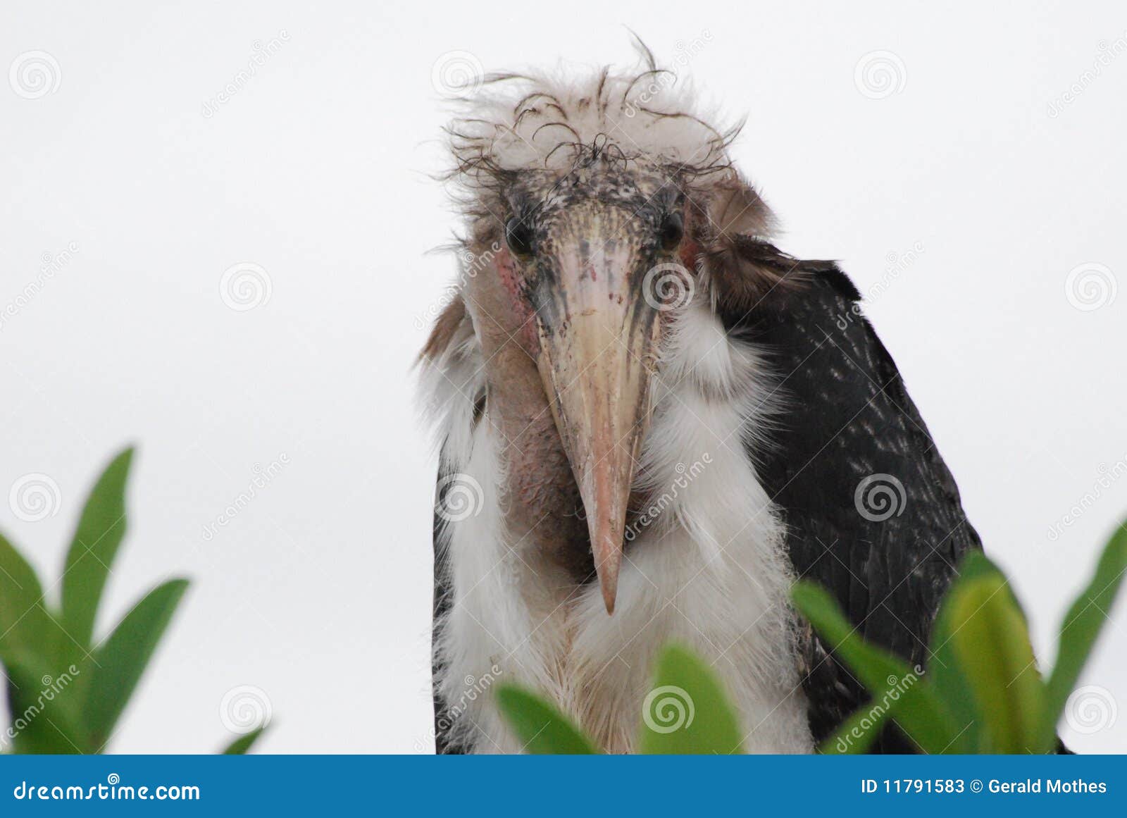 Maribu Stork, Leptoptilos Crumenifer, Lake Naivasha, Kenya Stock ...