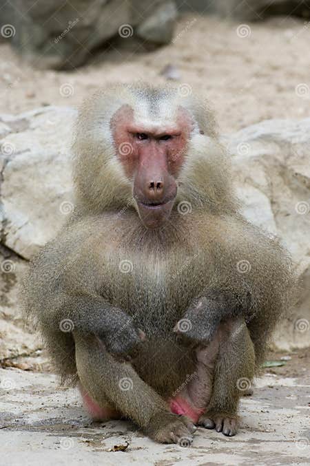 Ugly Monkey stock photo. Image of adult, primate, baboon - 197762