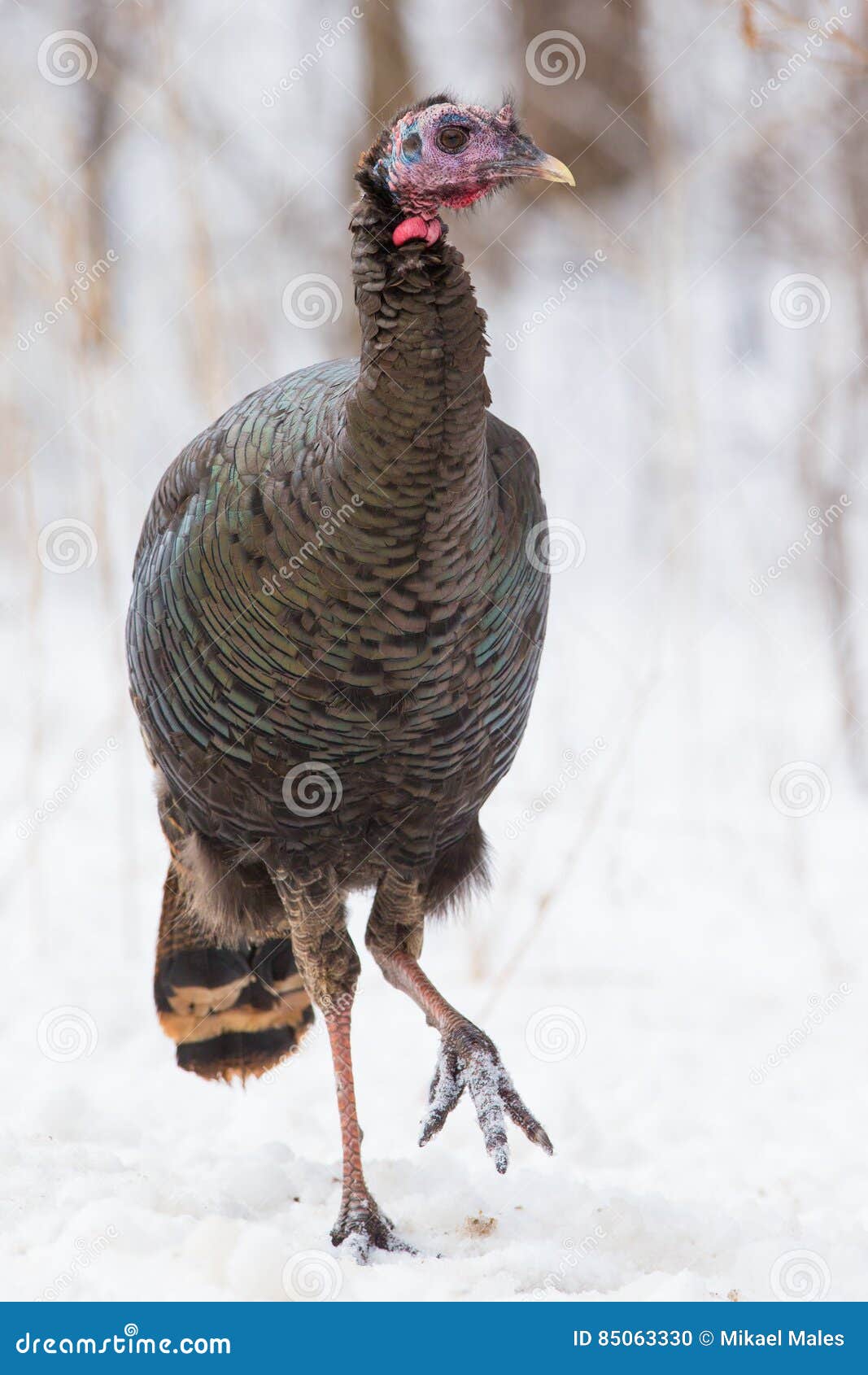 Ugly old hen turkey stock photo. Image of beard, birds - 85063330