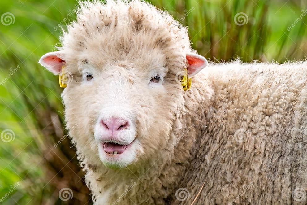 Ugly Old Sheep Looking into the Camera Stock Photo - Image of camera ...