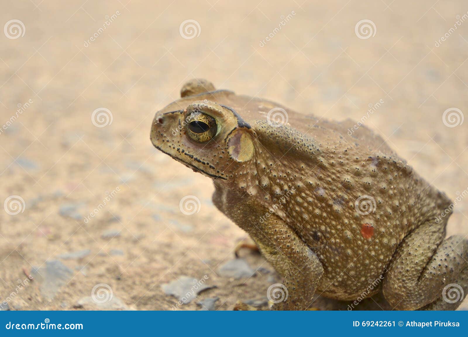 Ugly Old Toad on Concrete Floor Stock Image - Image of brown ...