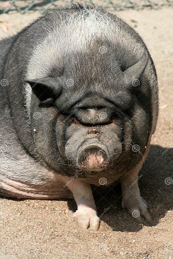 Ugly Pig stock photo. Image of pork, piggy, dirty, mammal - 6419884