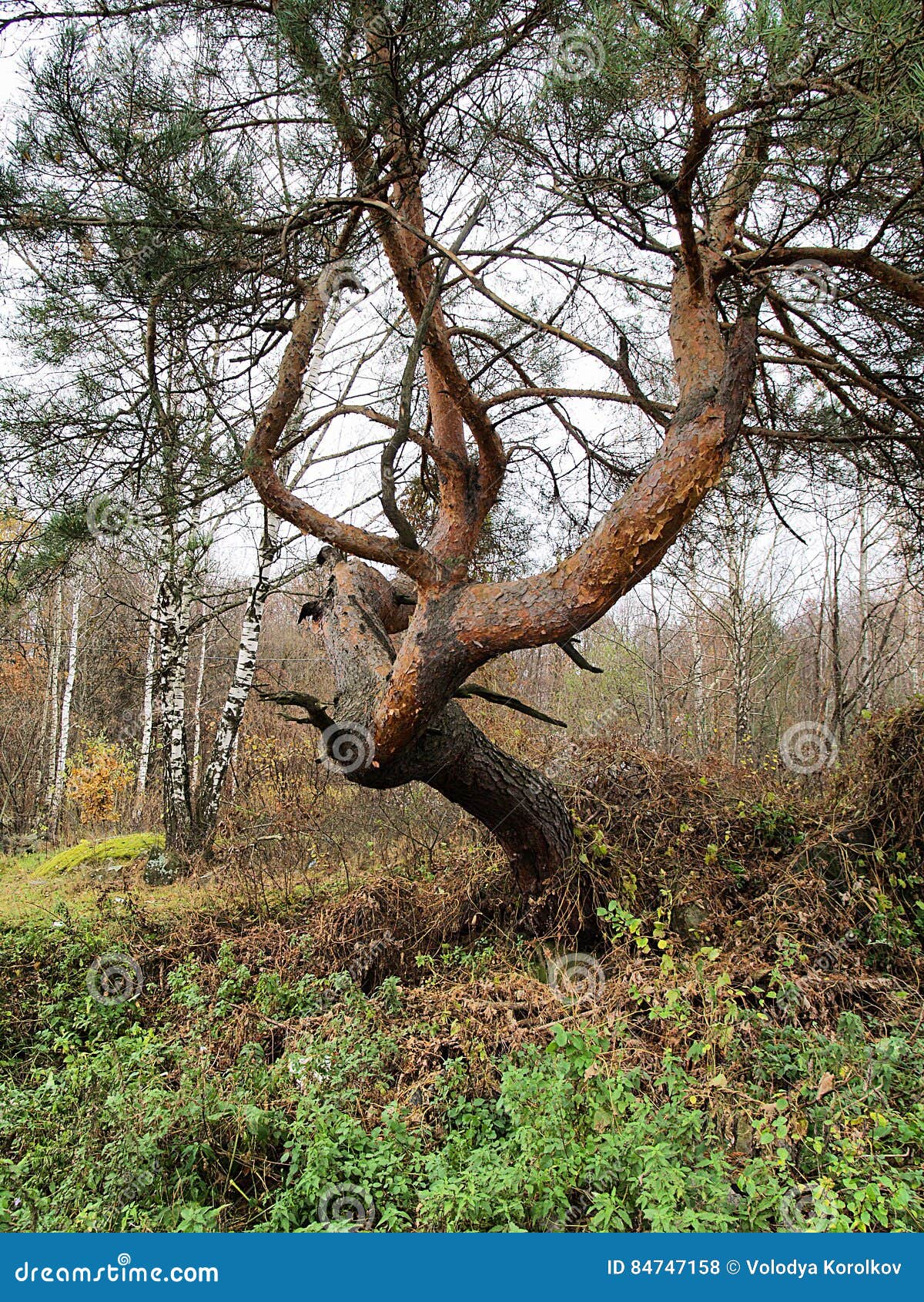 Ugly pine tree stock photo. Image of forbidden, natural - 84747158