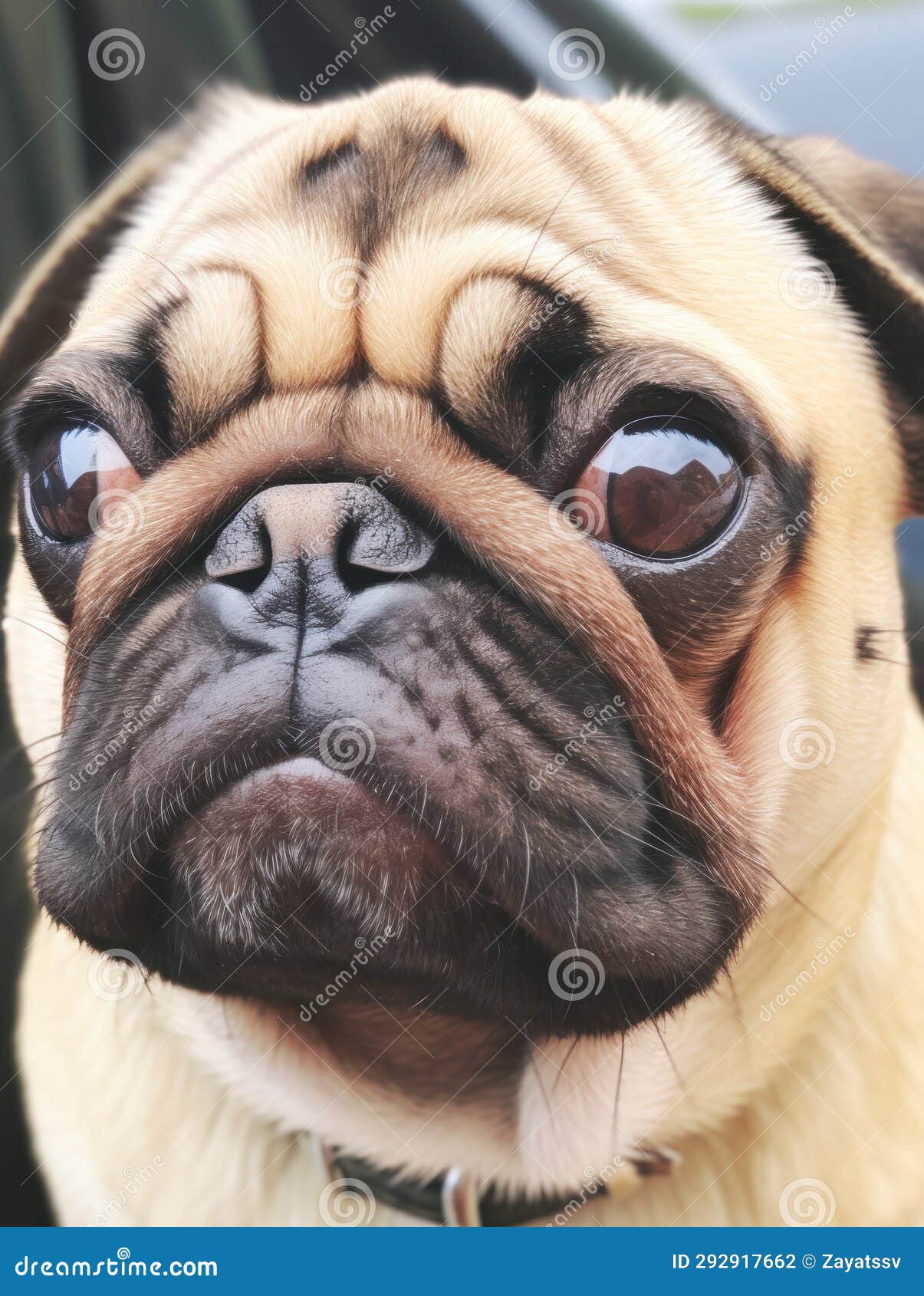 Ugly Pug Closeup Dog Portrait Stock Photo - Image of adorable, happy ...