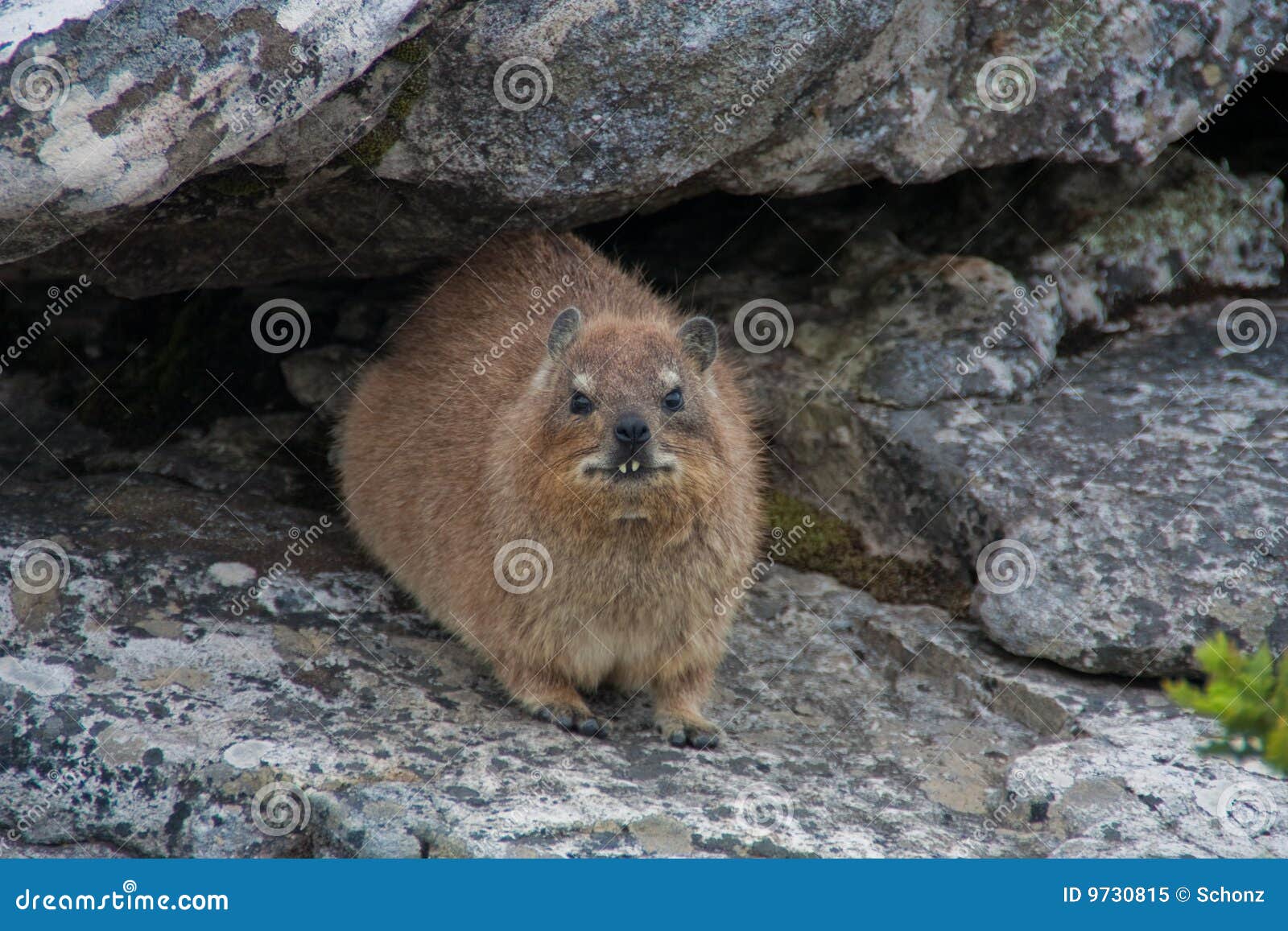 Ugly Rock Dassie stock image. Image of dassie, creature - 9730815
