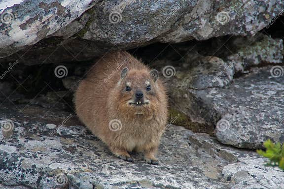 Ugly Rock Dassie stock image. Image of dassie, creature - 9730815