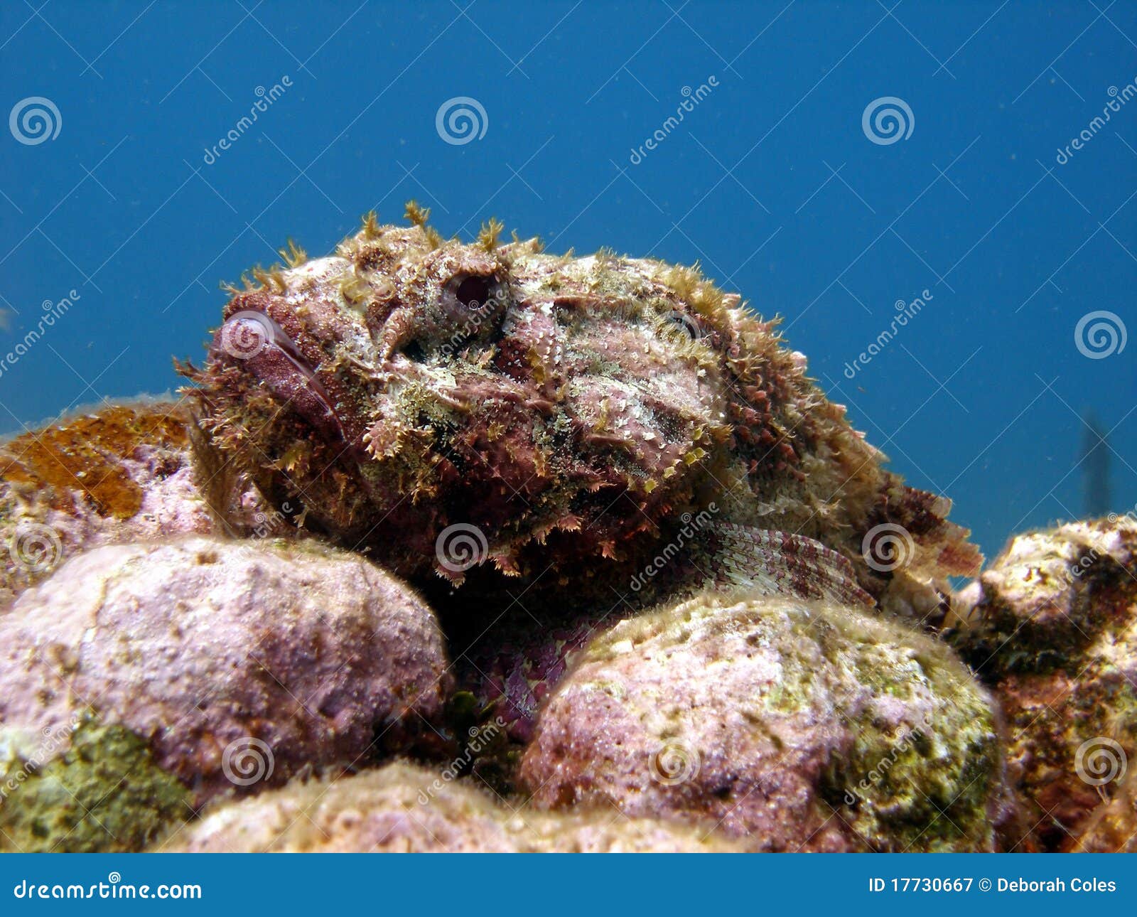 Fish That Looks Like Coral