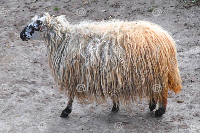 Ugly sheep stock image. Image of animal, carpet, flokati - 2076953