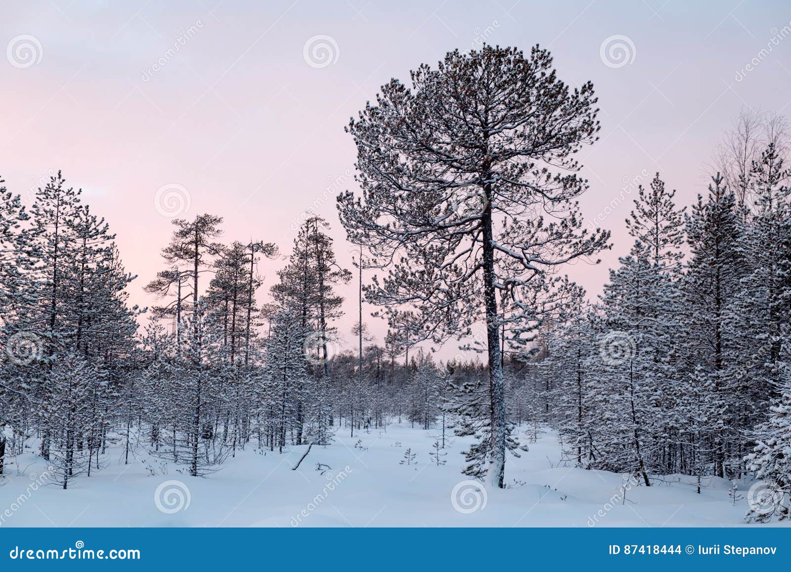 Ugly snow covered pine stock photo. Image of bright, loneliness - 87418444
