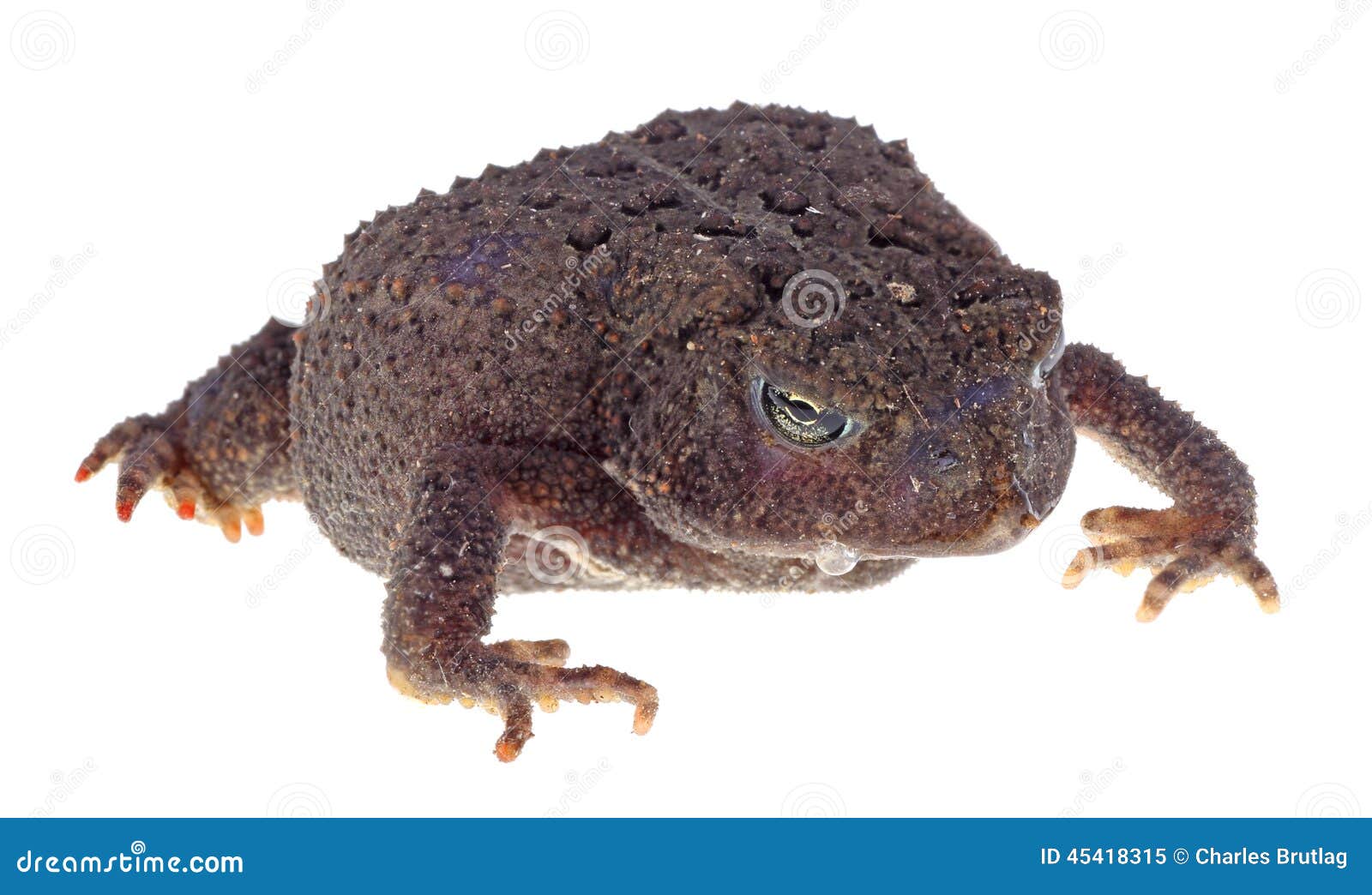Ugly Toad stock image. Image of cutout, brown, background - 45418315