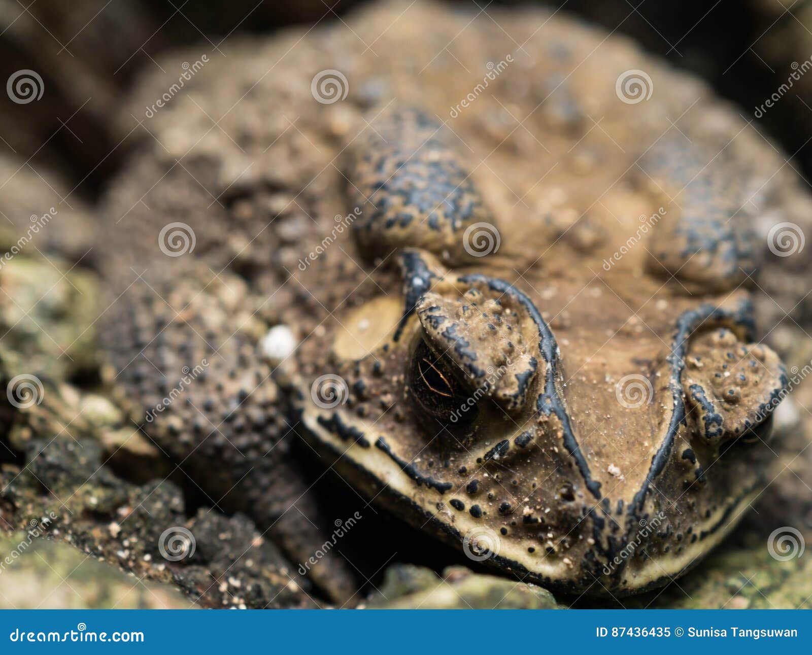 Ugly toad stock image. Image of skin, frog, poison, ground - 87436435