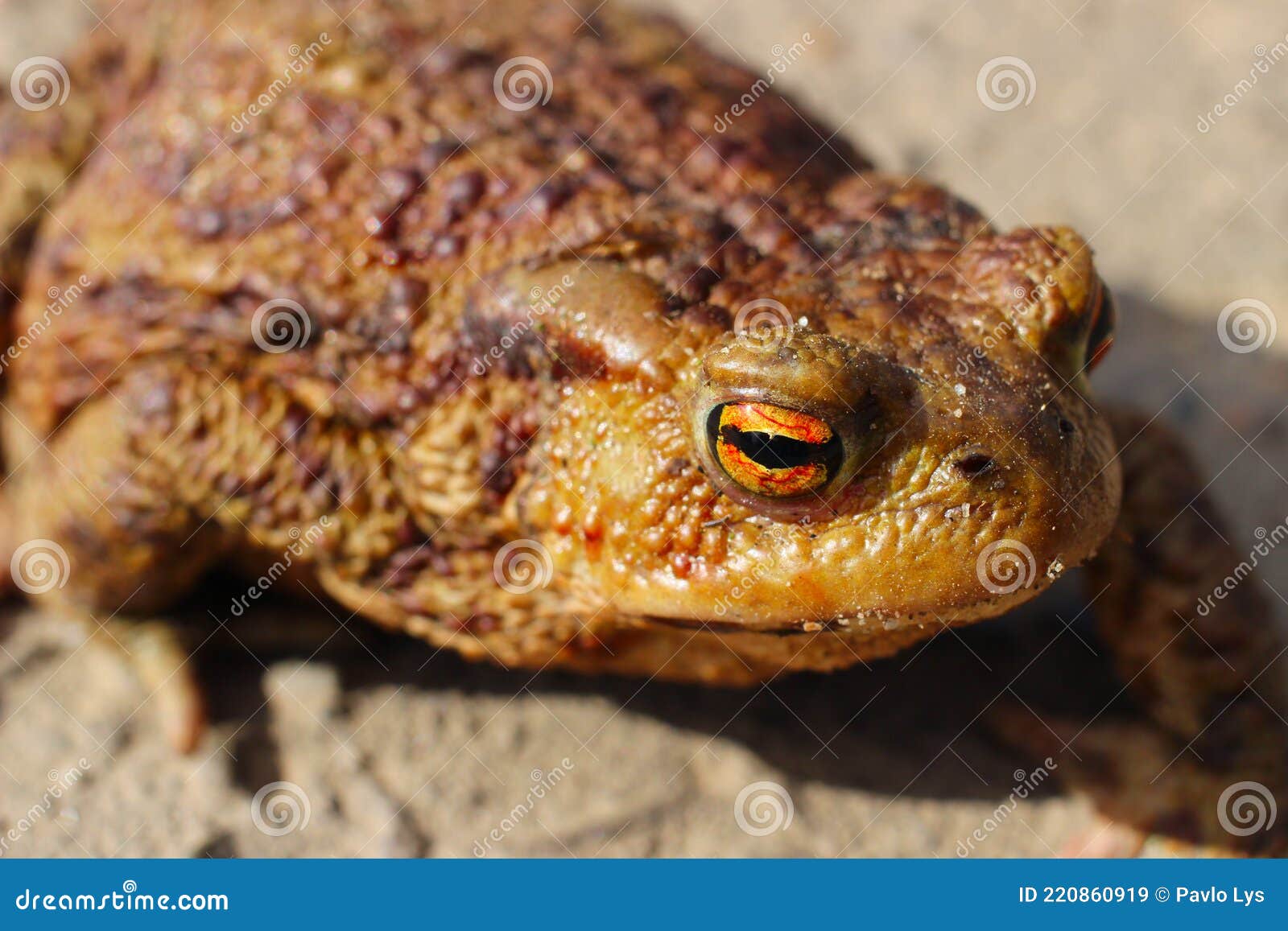 Ugly toad frog close-up stock image. Image of close - 220860919