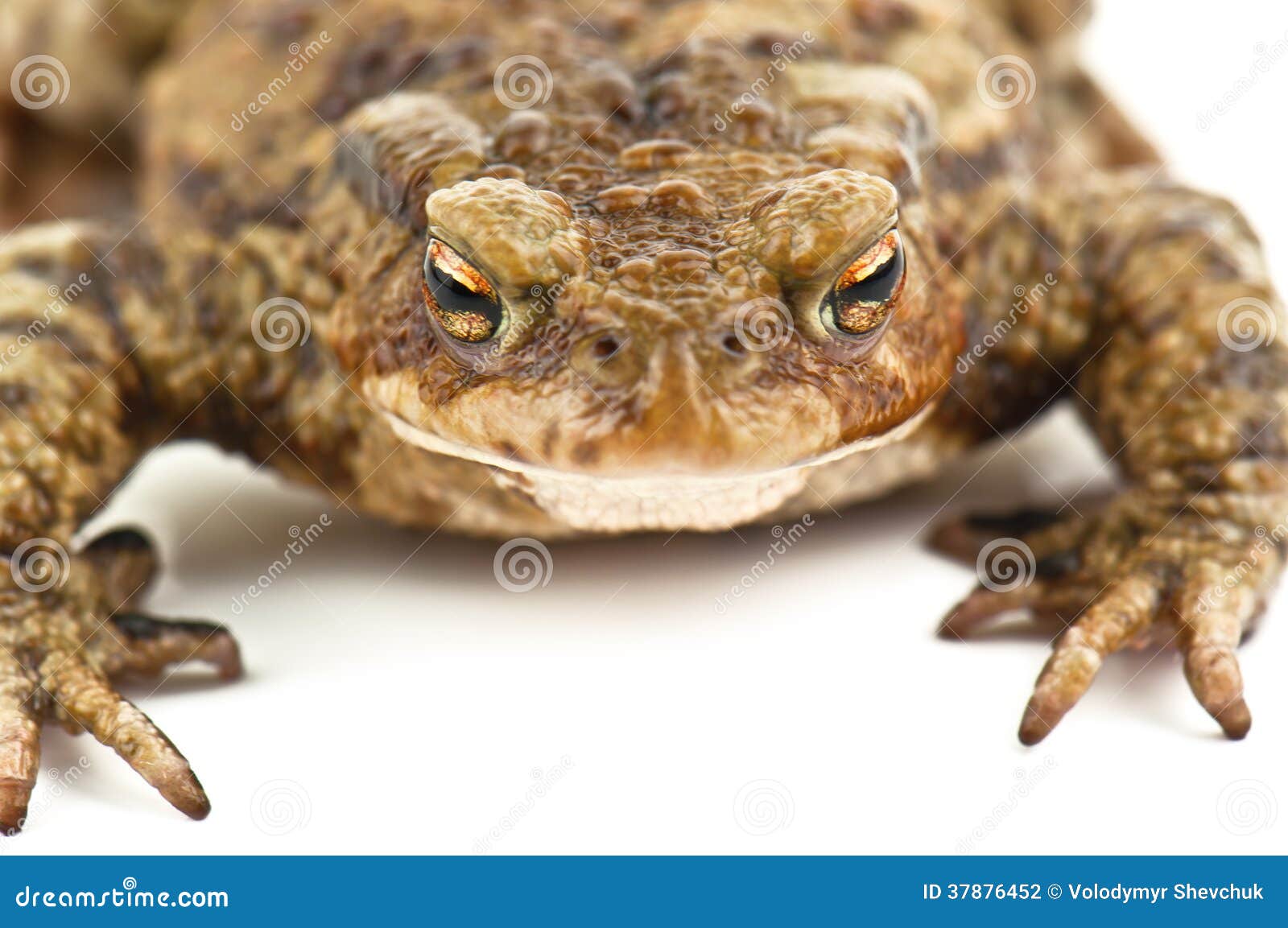 2,304 Ugly Toad Photos - Free & Royalty-Free Stock Photos from Dreamstime