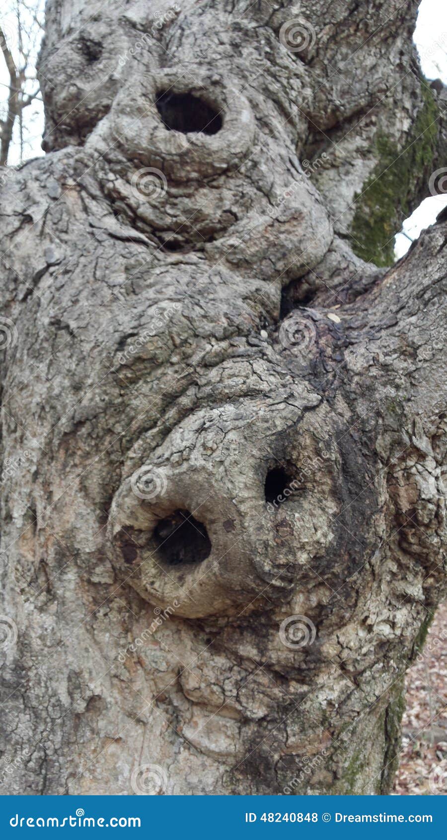 Ugly Tree Stock Photography | CartoonDealer.com #48240848