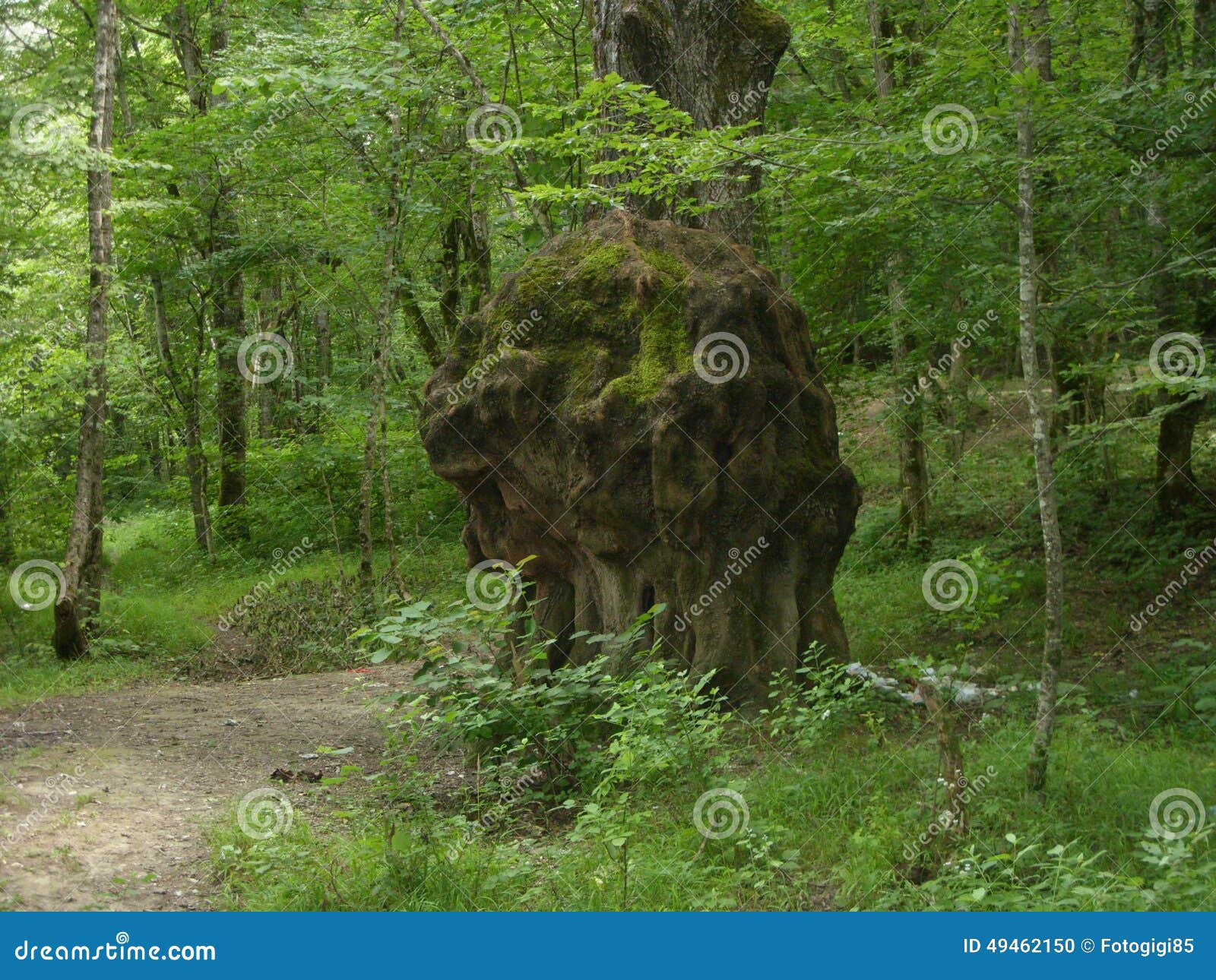 Ugly Tree Royalty-Free Stock Image | CartoonDealer.com #49462150