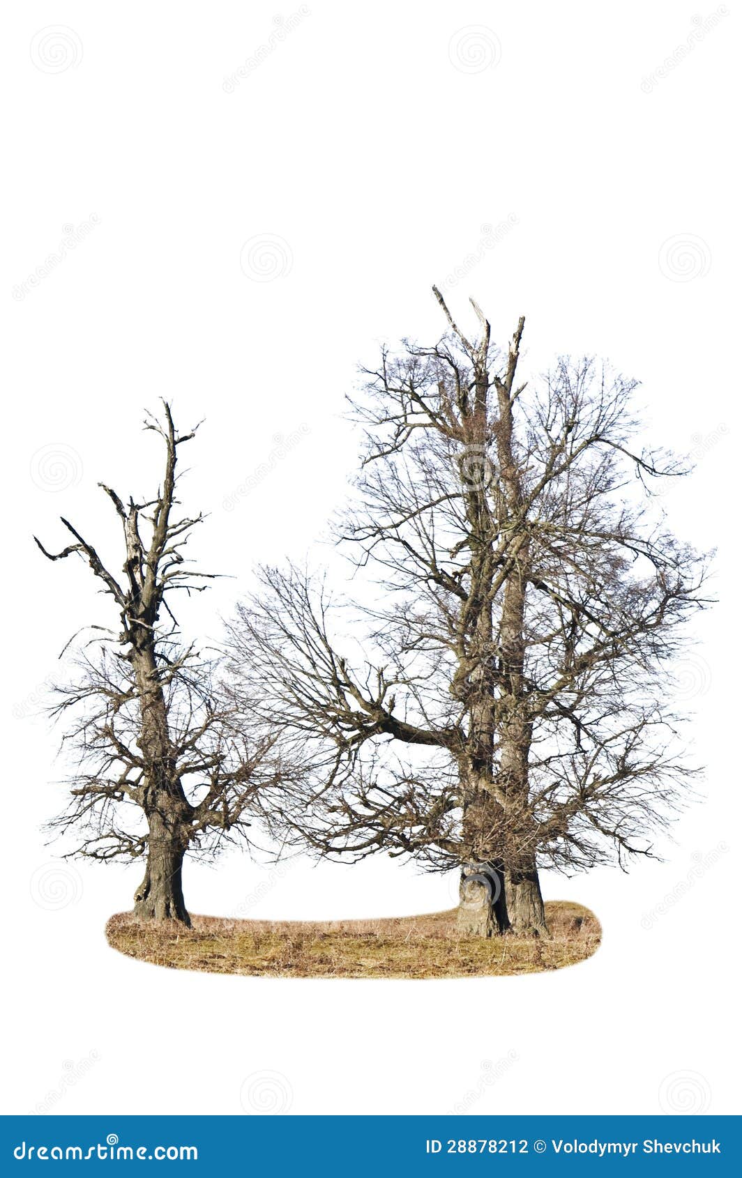 Ugly trees stock photo. Image of solitude, trees, branch - 28878212