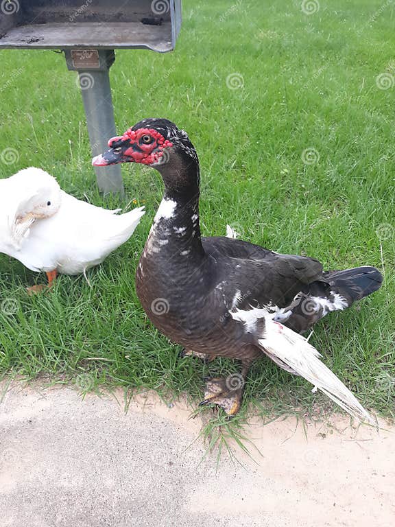 Ugly turk duck stock image. Image of turk, mammal, wing - 230016237