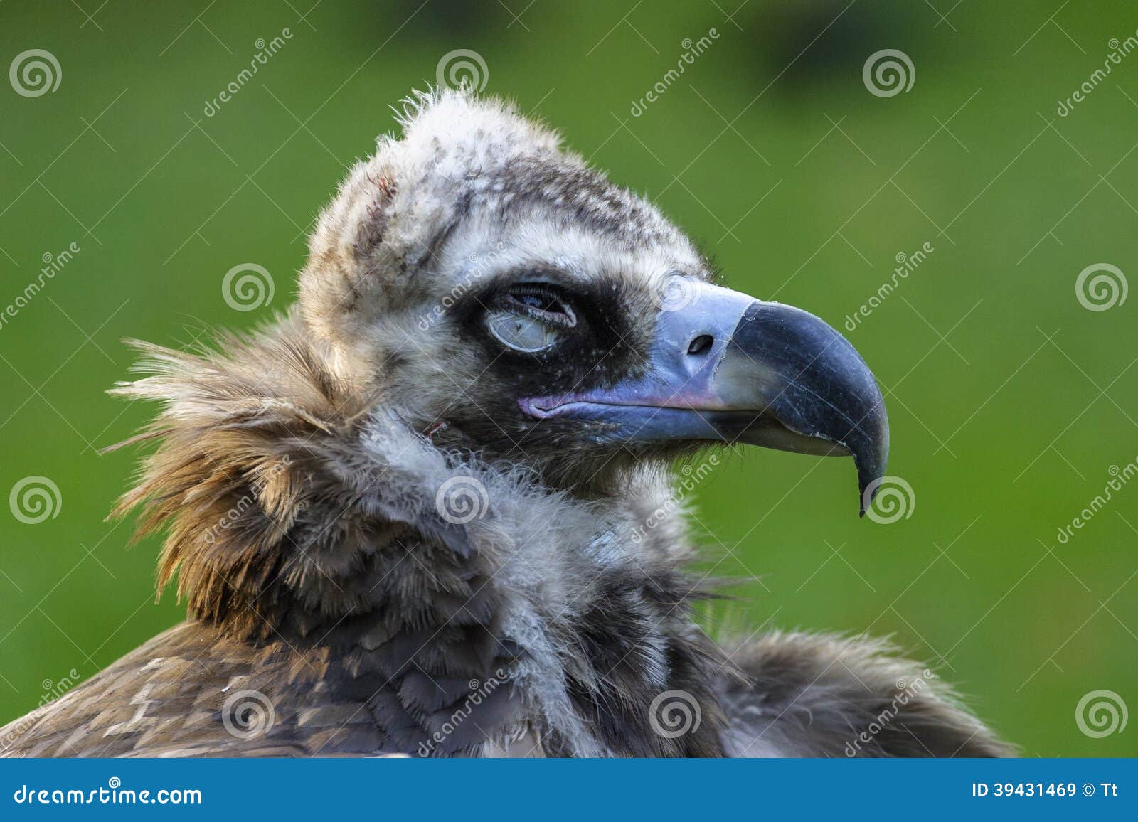 Ugly vulture stock image. Image of head, beak, large - 39431469