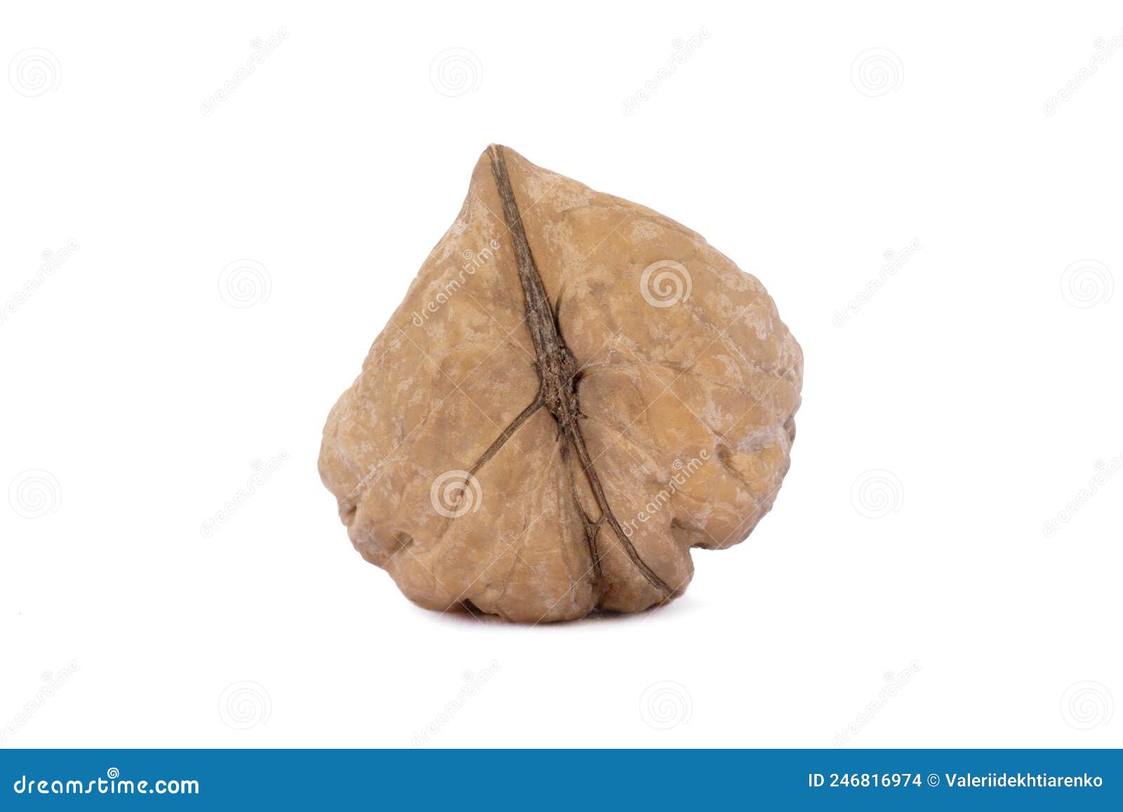 Ugly Walnut is Isolated on White Background. Different Angles Stock ...