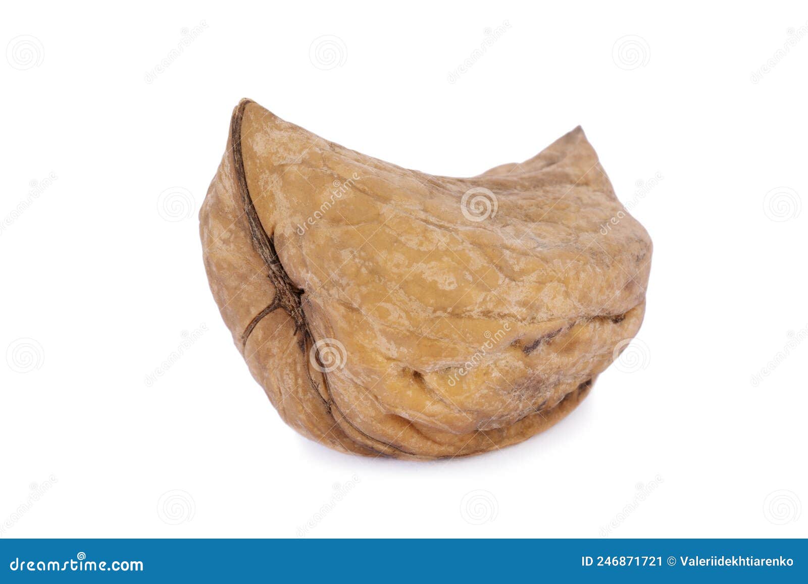 Ugly Walnut is Isolated on White Background. Different Angles Stock ...