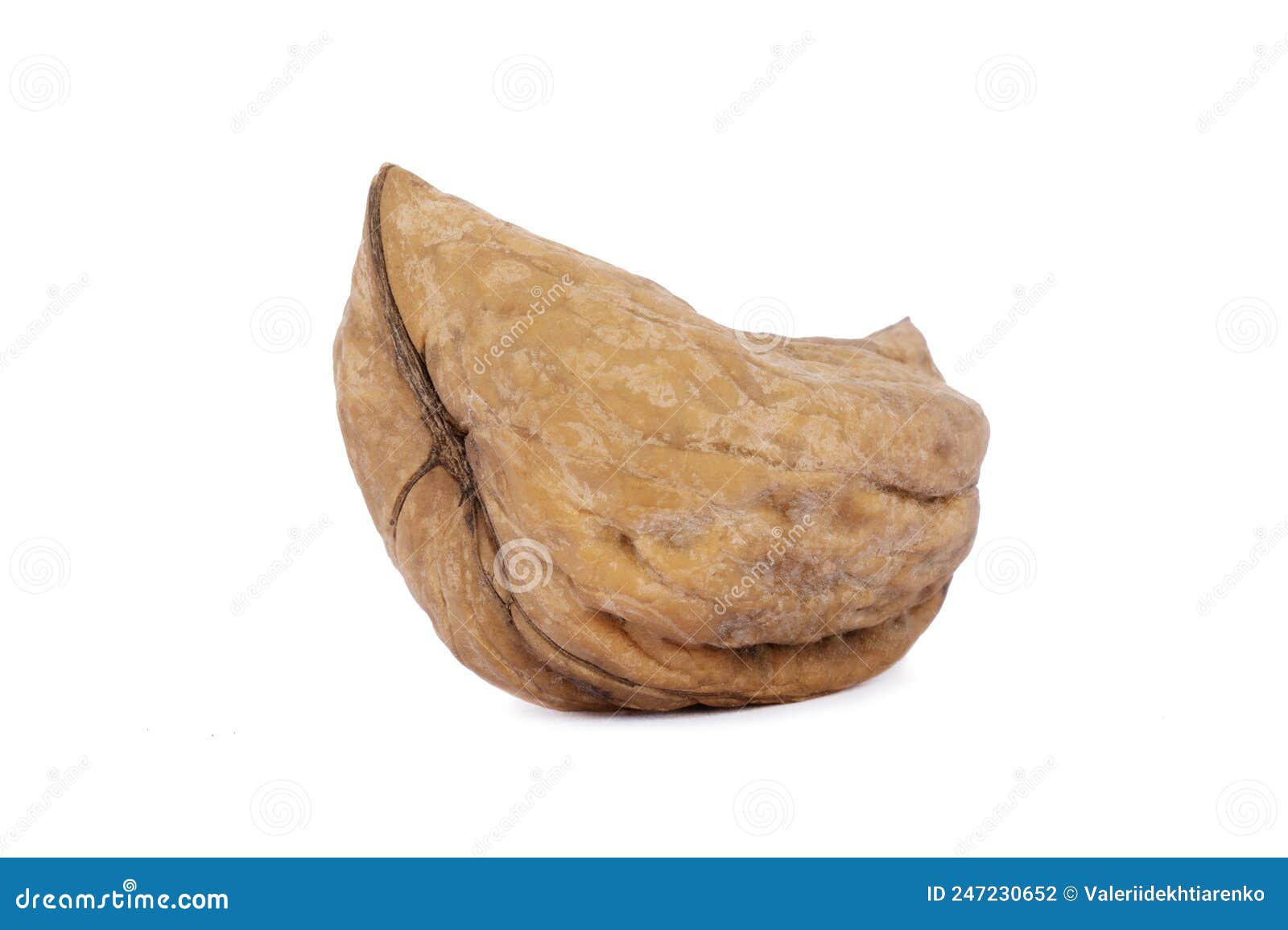 Ugly Walnut is Isolated on White Background. Different Angles Stock ...