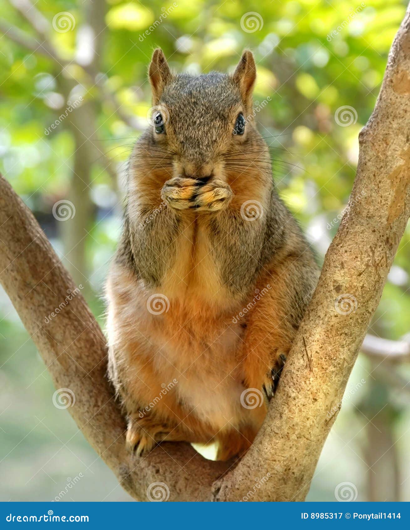 Uh-Oh stock image. Image of fluffy, funny, tree, surprise - 8985317