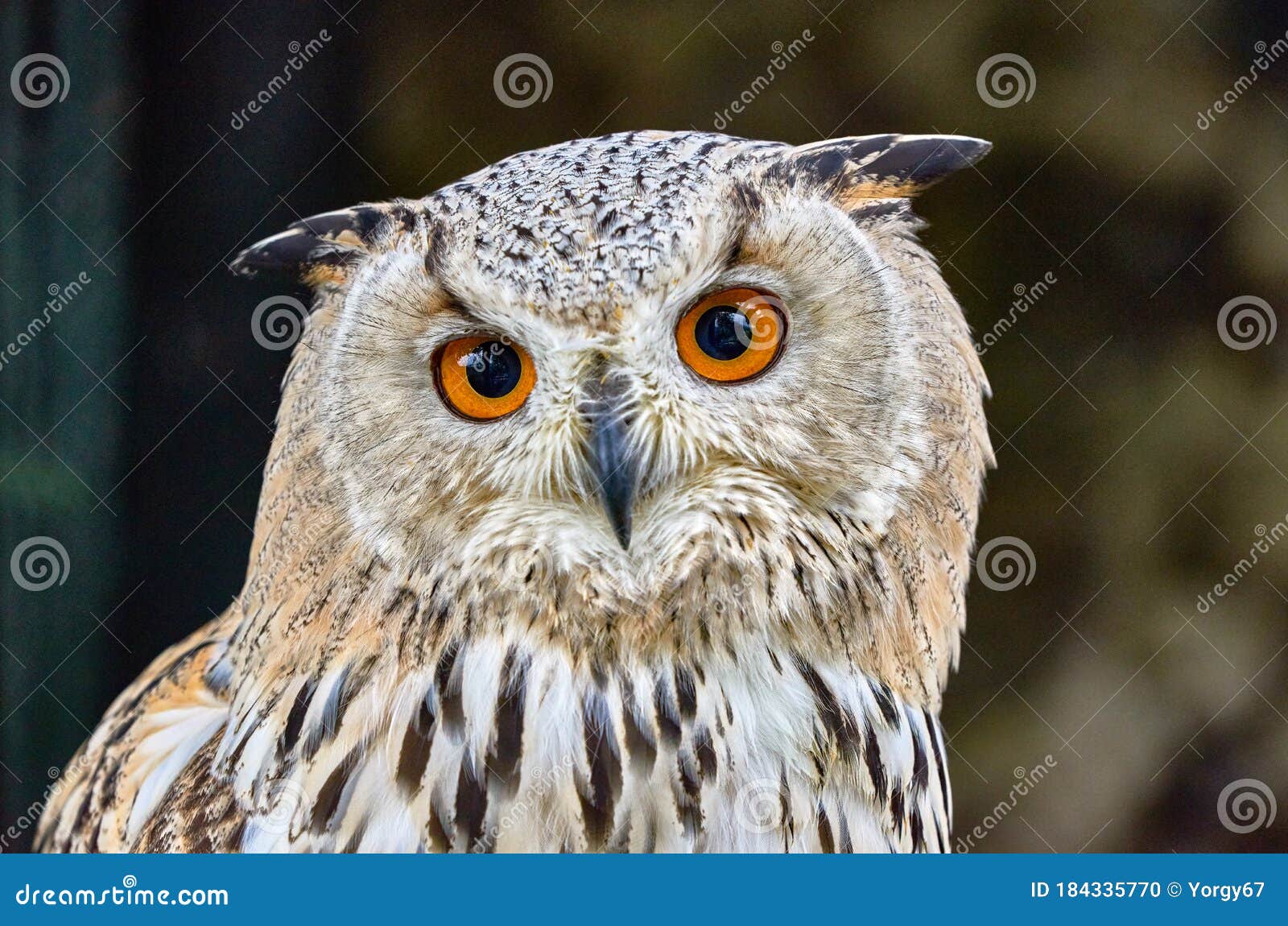 Uhu owl close-up stock photo. Image of portrait, night - 184335770