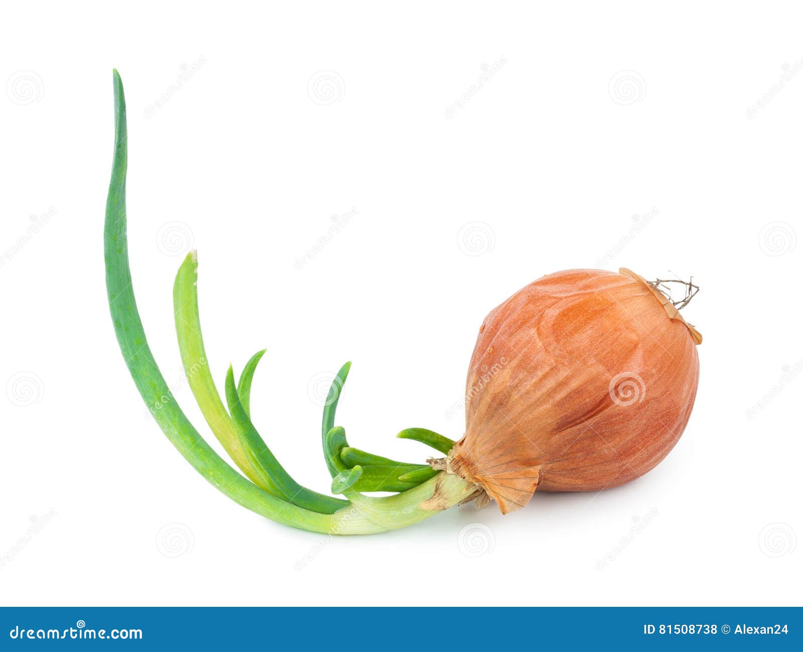 Ui met verse groene spruit stock foto. Image of versheid - 81508738