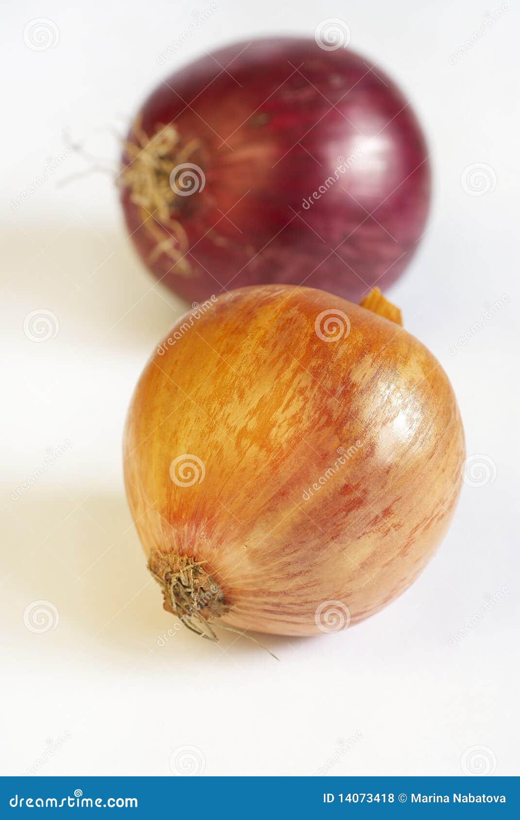 Uien stock foto. Image of vitaminen, schil, nuttig, wortels - 14073418