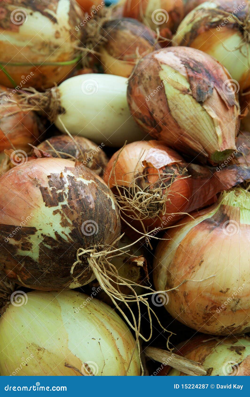 Uien stock afbeelding. Image of stapel, voedzaam, vegetariër - 15224287