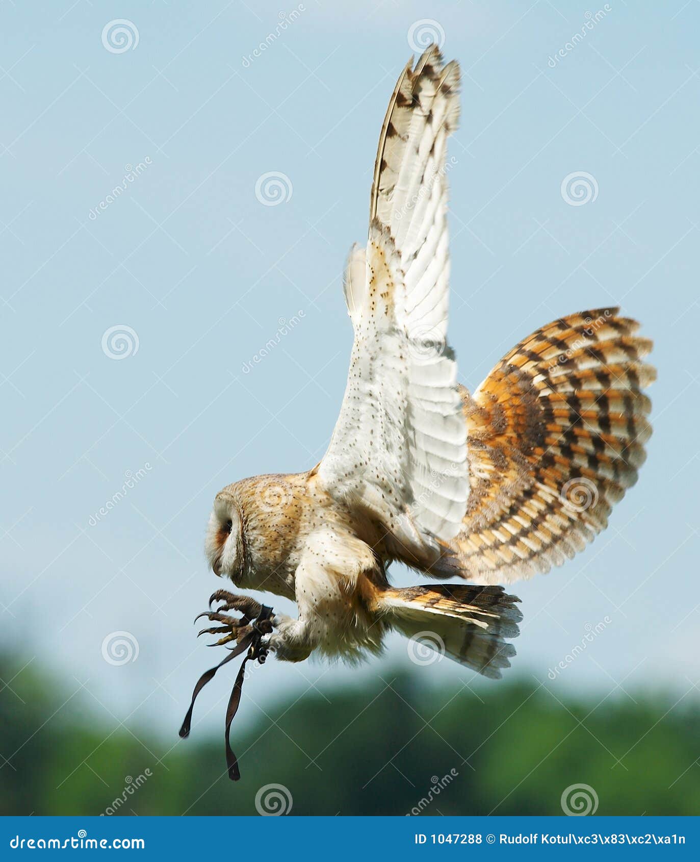 Uil stock foto. Image of vlucht, vleugel, wild, sneeuw - 1047288