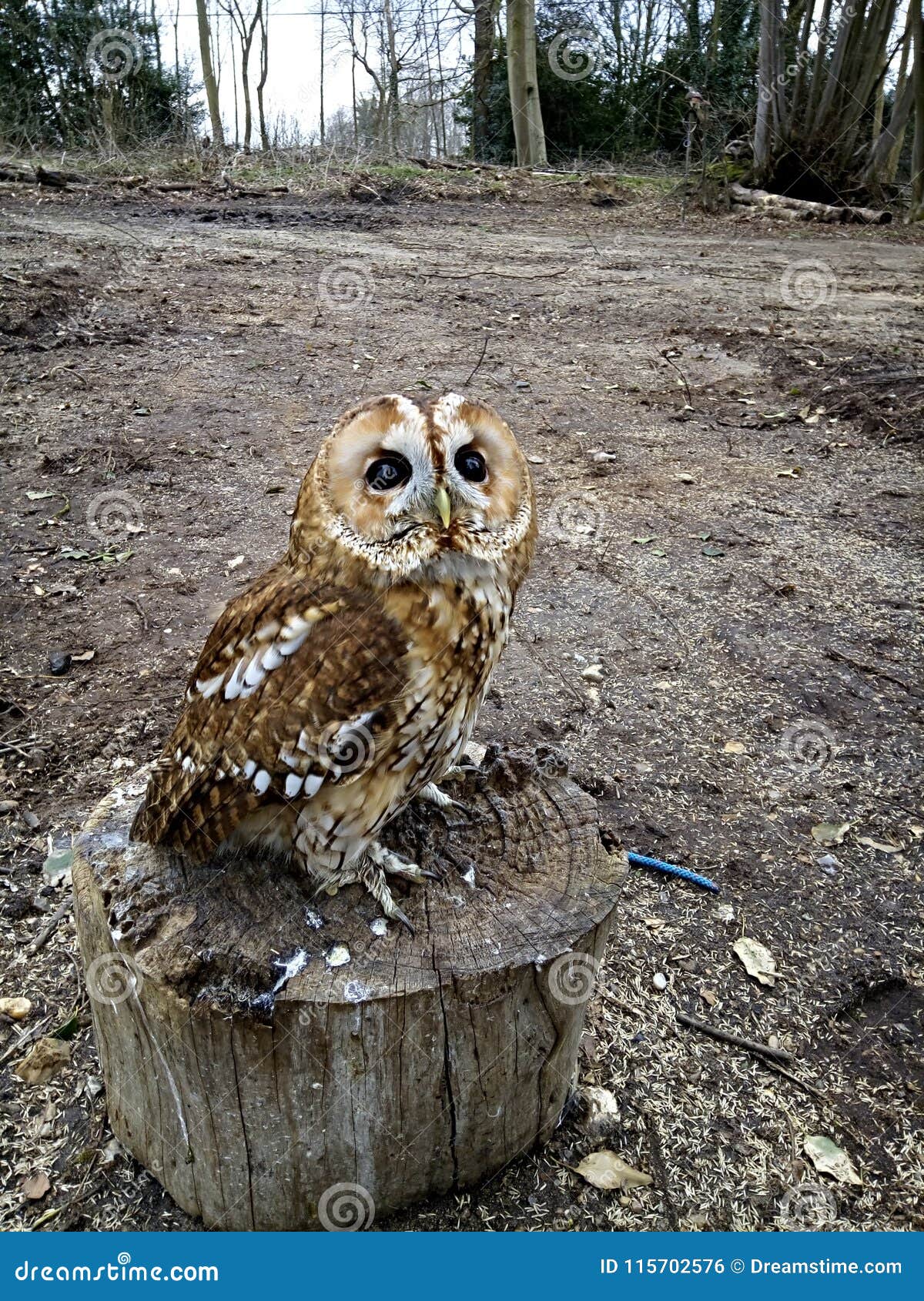 Uil stock foto. Image of mooi, neergestreken, nave, naughty - 115702576