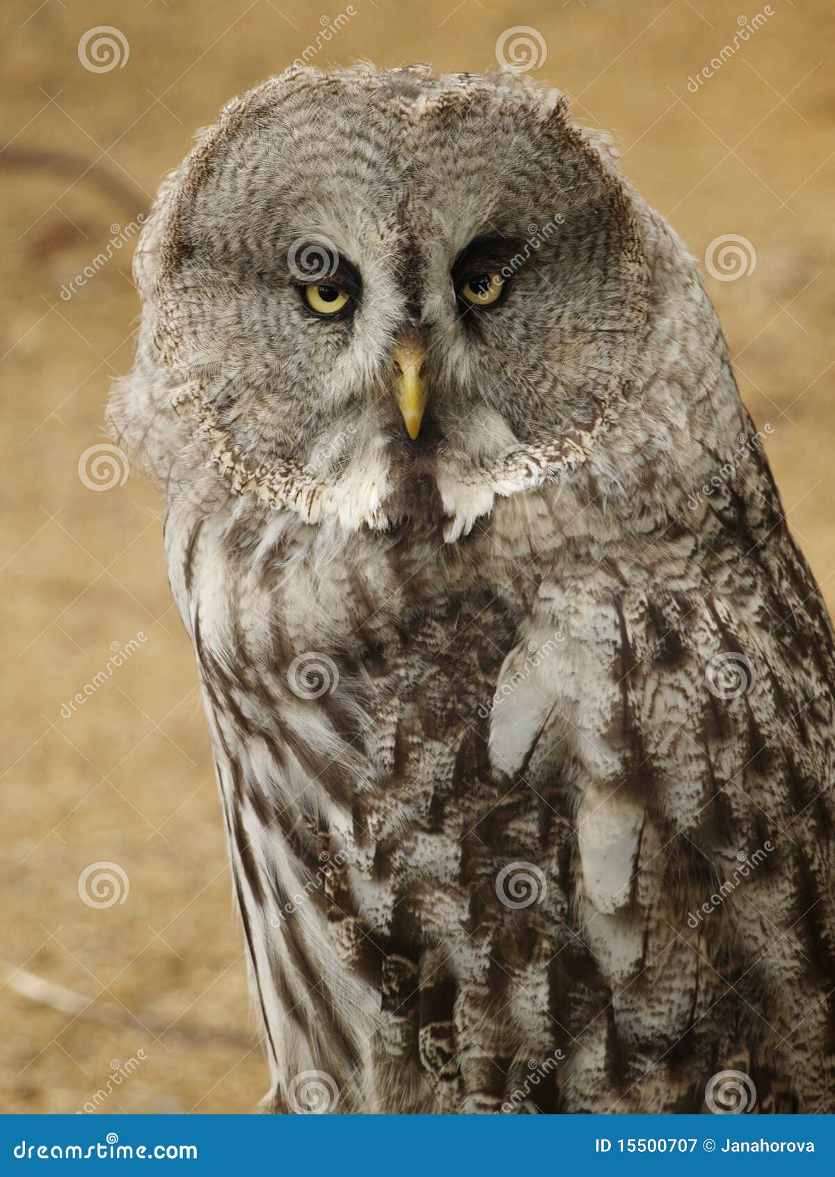 Uil stock afbeelding. Image of ogen, bedreigd, portret - 15500707