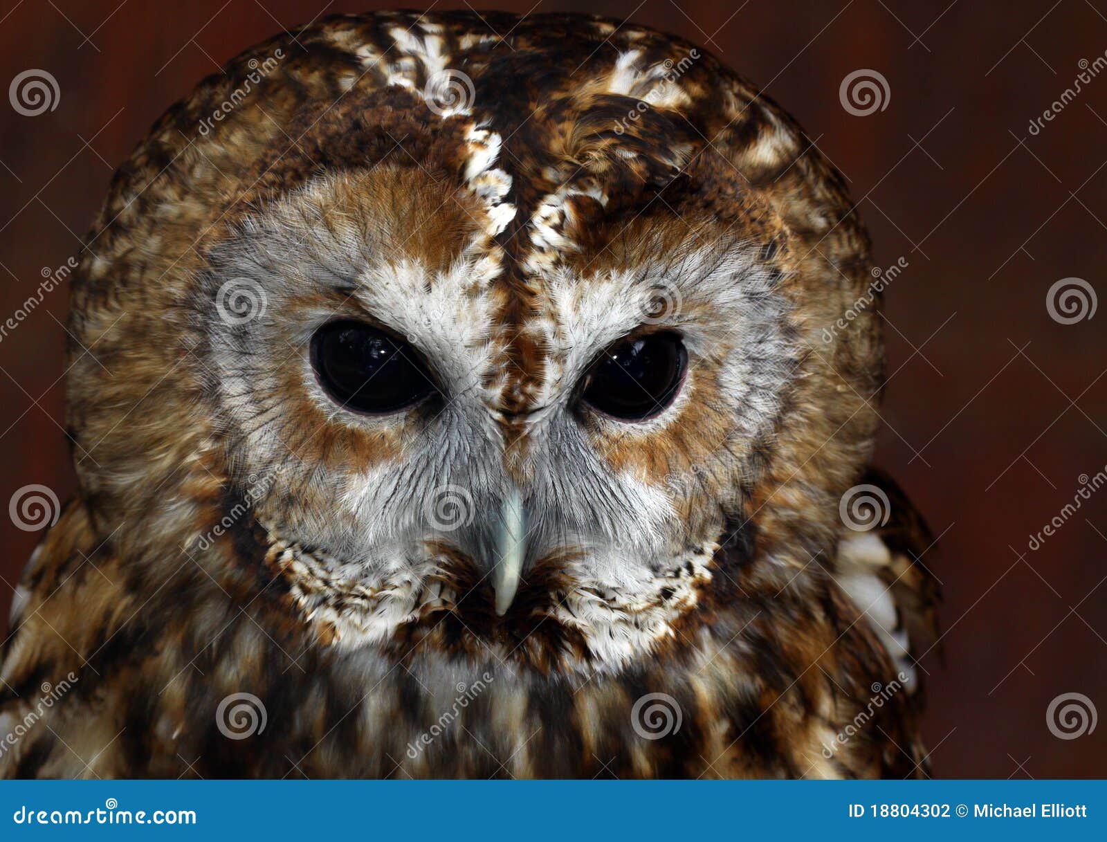 Uil stock foto. Image of zwart, intens, jager, platteland - 18804302