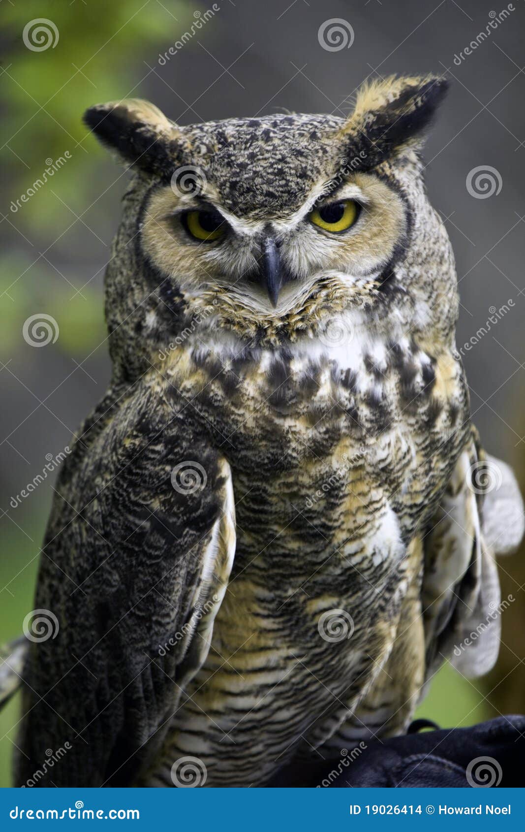 Uil stock foto. Image of krasgeluid, dier, vogel, portret - 19026414
