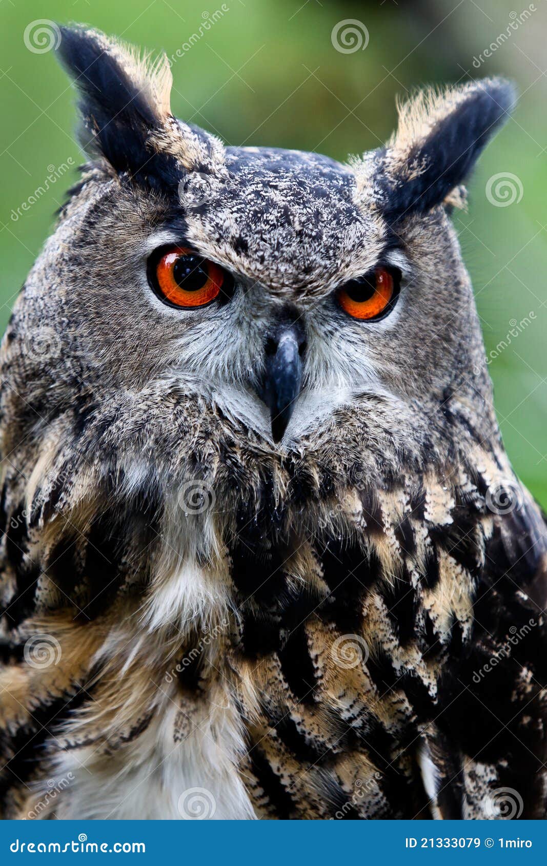 Uil stock afbeelding. Image of sinaasappel, veren, jager - 21333079