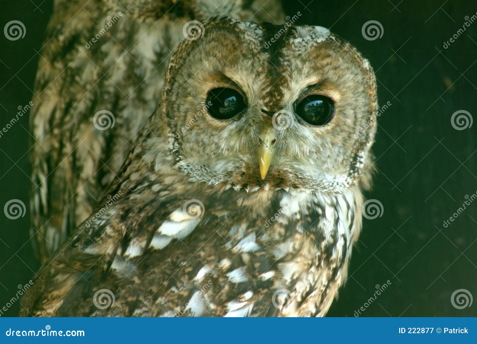 Uil. stock afbeelding. Image of ogen, nave, vleugel, uitziend - 222877