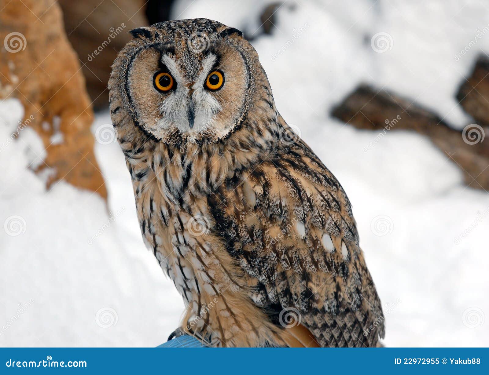 Uil stock afbeelding. Image of staar, smerig, jager, nave - 22972955