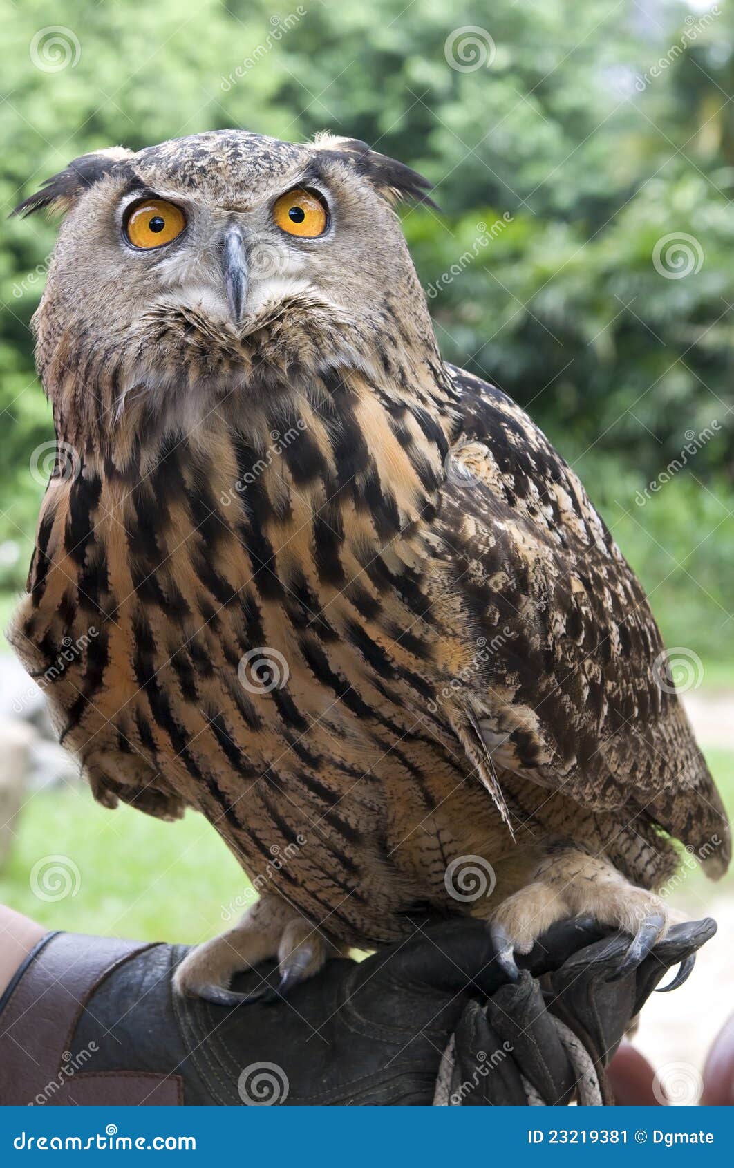Uil stock afbeelding. Image of dier, veer, vleugels, prooi - 23219381