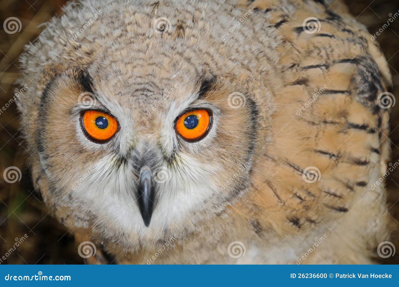 Uil stock photo. Image of eyes, closeup, ogen, bird, kijken - 26236600