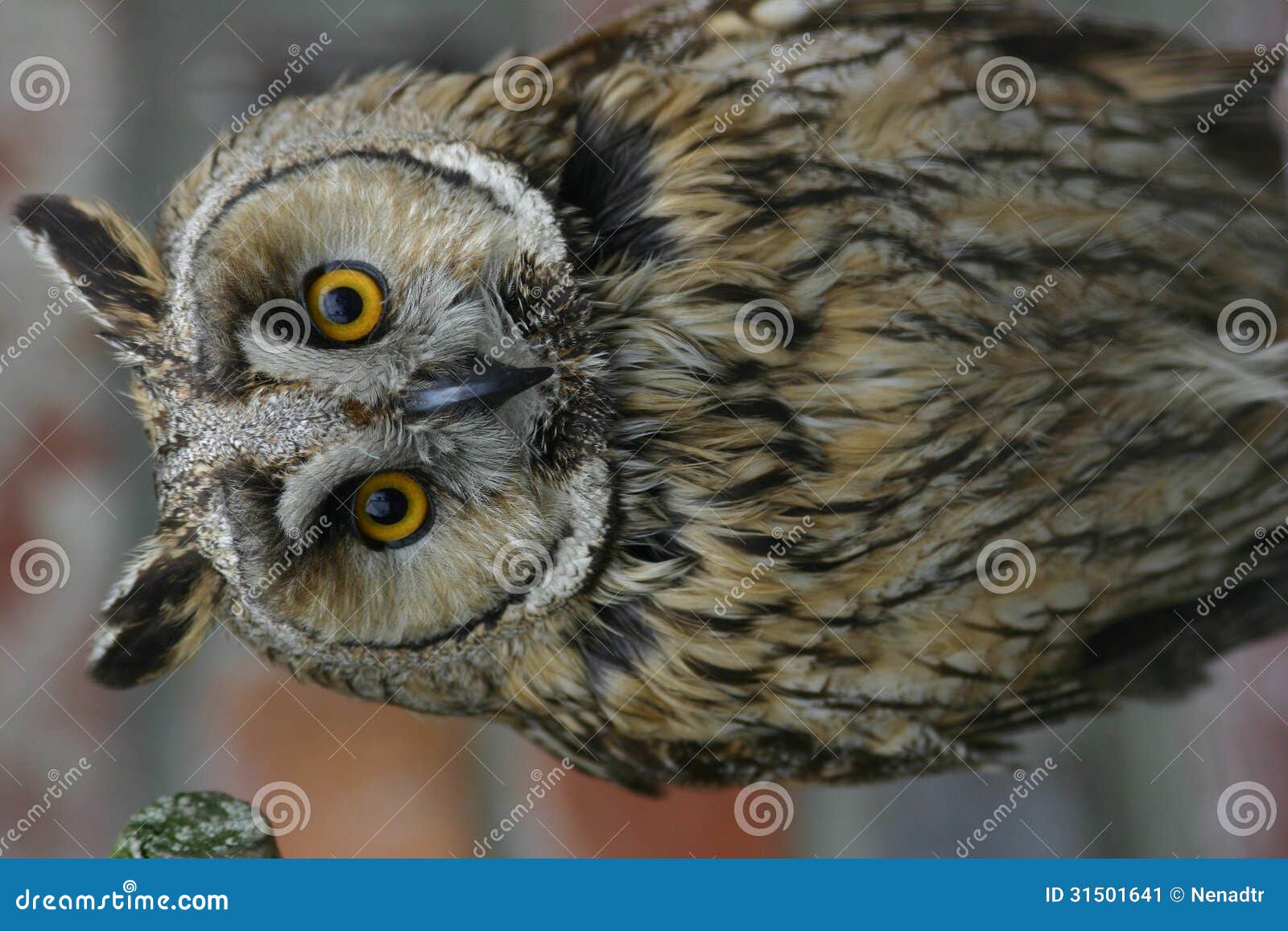 Uil stock afbeelding. Image of wijsheid, portret, staar - 31501641