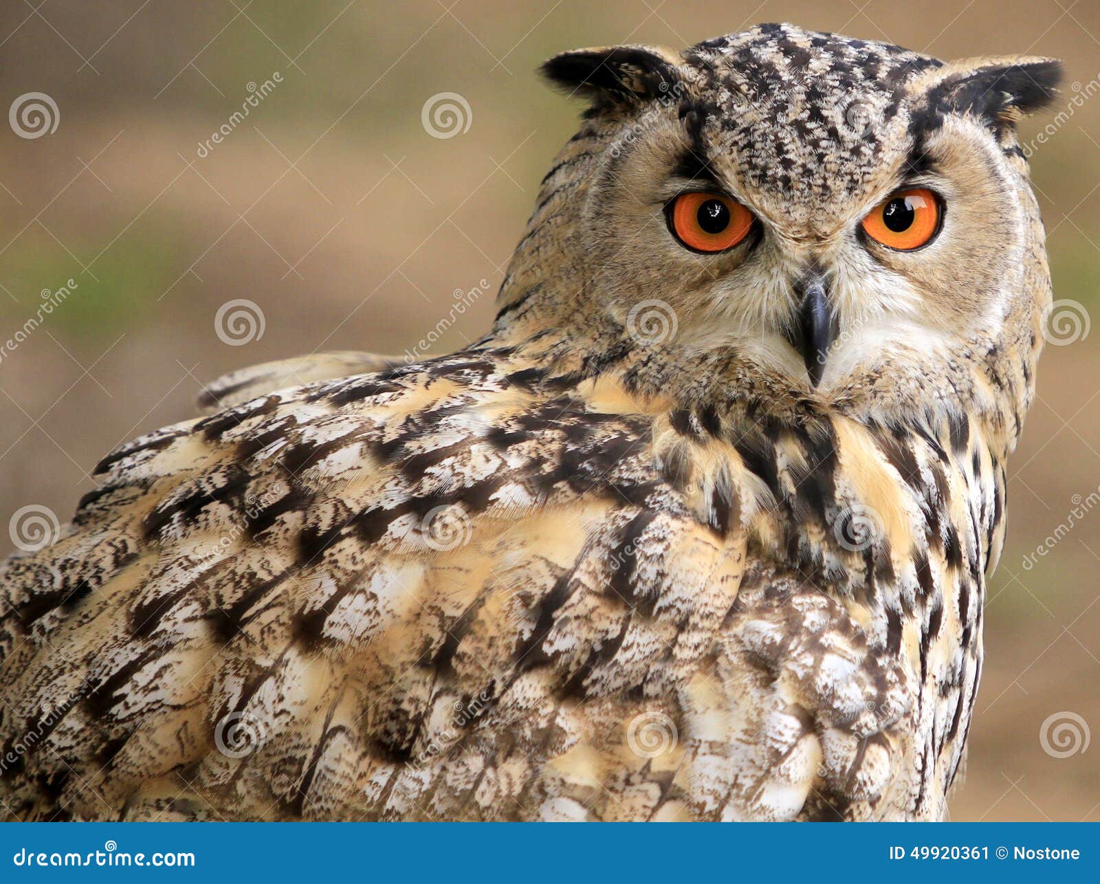 Uil stock afbeelding. Image of vleugels, ogen, scherp - 49920361