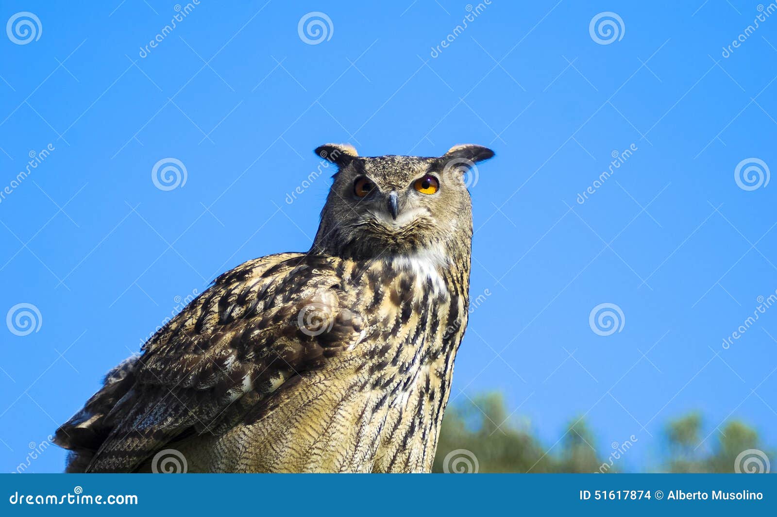 Uil stock foto. Image of gevederte, gevangen, nacht, nachtelijk - 51617874