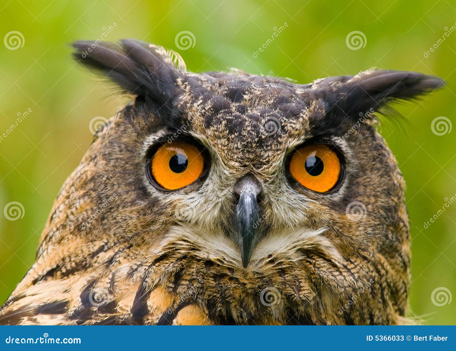 Uil stock afbeelding. Image of fauna, kijk, sluit, snuit - 5366033